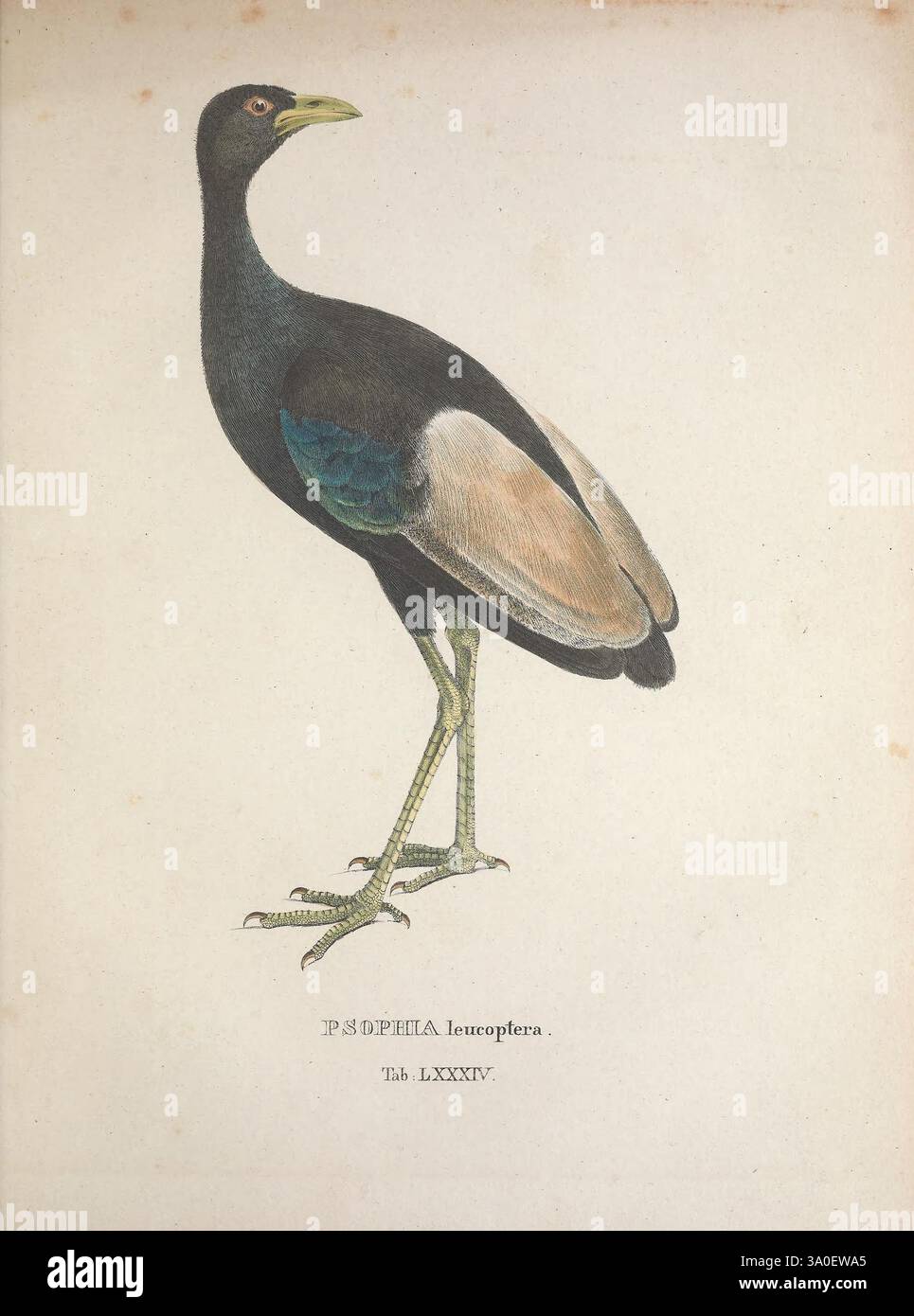 1824 1825 brazil birds pictorial hi-res stock photography and images ...