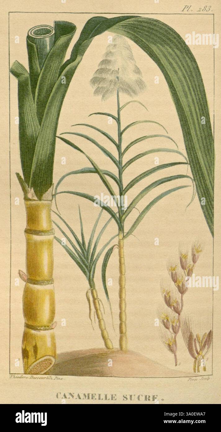 Sugar canes growth cycle hi-res stock photography and images - Alamy