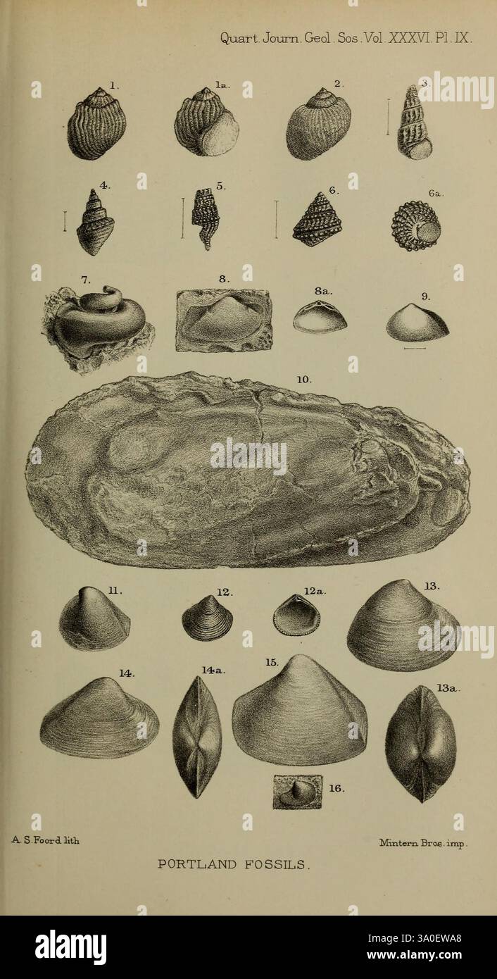 Smaller illustrations of various shell types hi-res stock photography ...