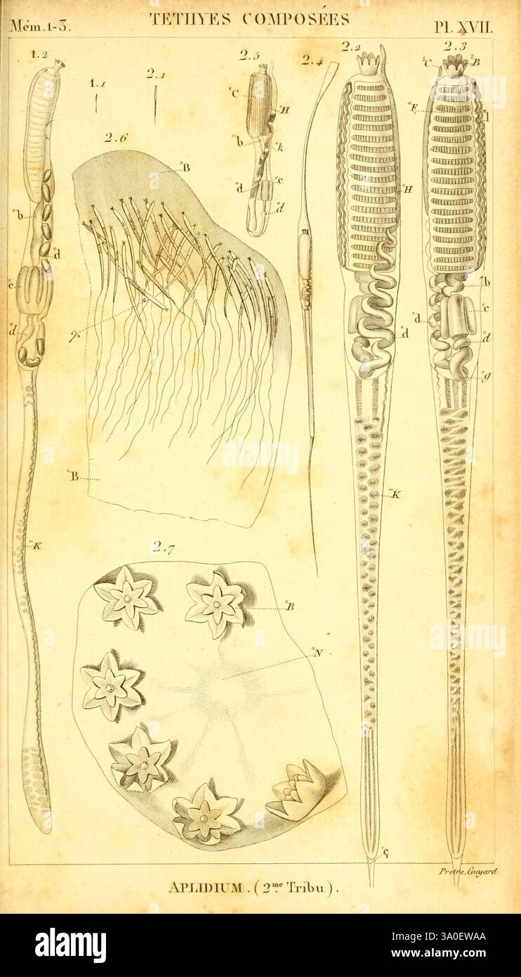 Clear annotations indicate hi-res stock photography and images - Alamy