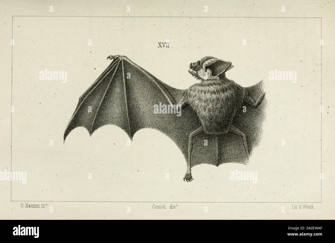 Bats role in nature hi-res stock photography and images - Alamy