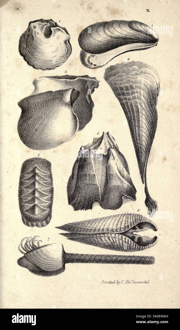 Lessons on Shells, London, R.B. Seeley, W. Burnside, 1838, An ...