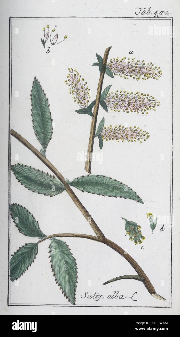 Showing reproductive parts labeled hi-res stock photography and images ...