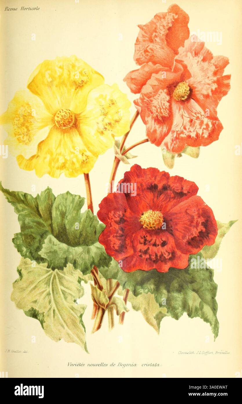 Three begonia flowers showcases hi-res stock photography and images - Alamy