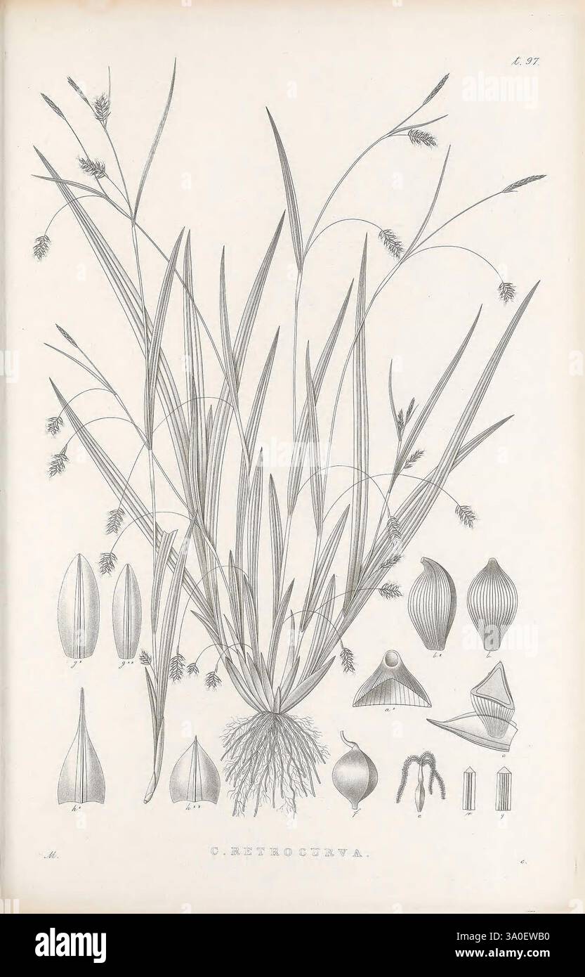 Illustrations of the genus Carex, London, William Pamplin, 1858-1867 ...