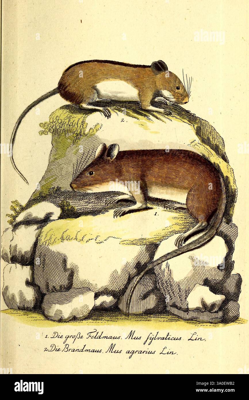 Illustration features two types of mice hi-res stock photography and ...