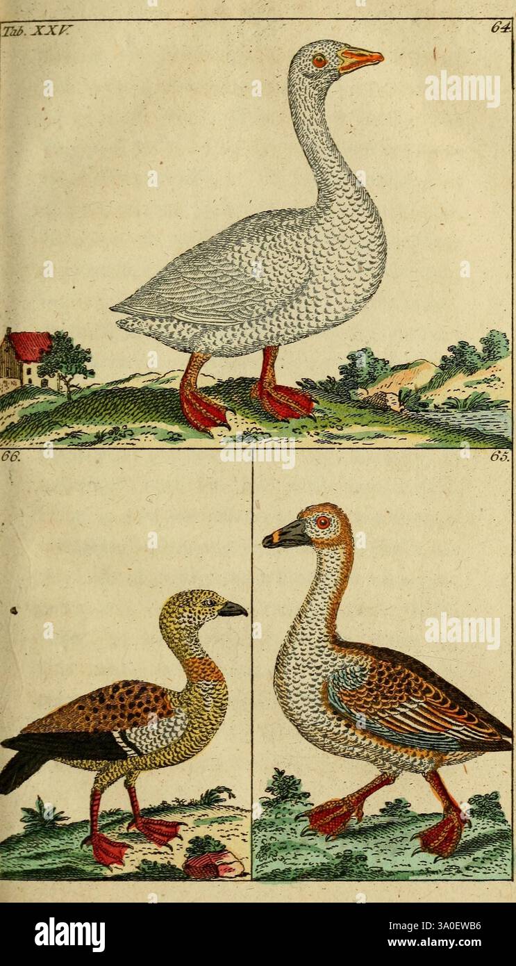 Prominent white goose stands elegantly hi-res stock photography and ...