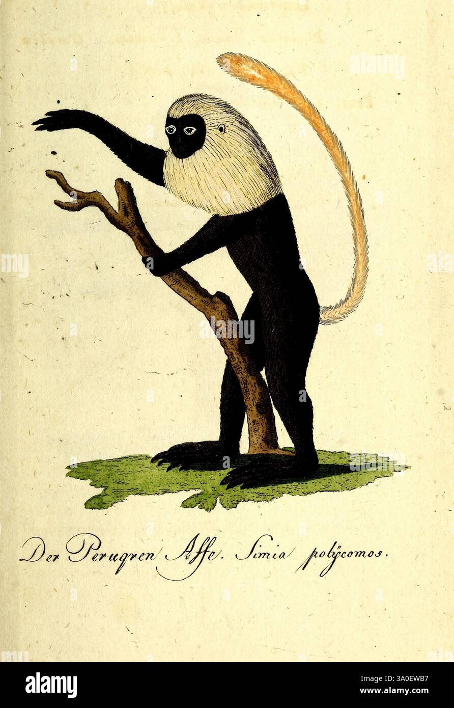 This illustration features a primate with a distinctive appearance ...