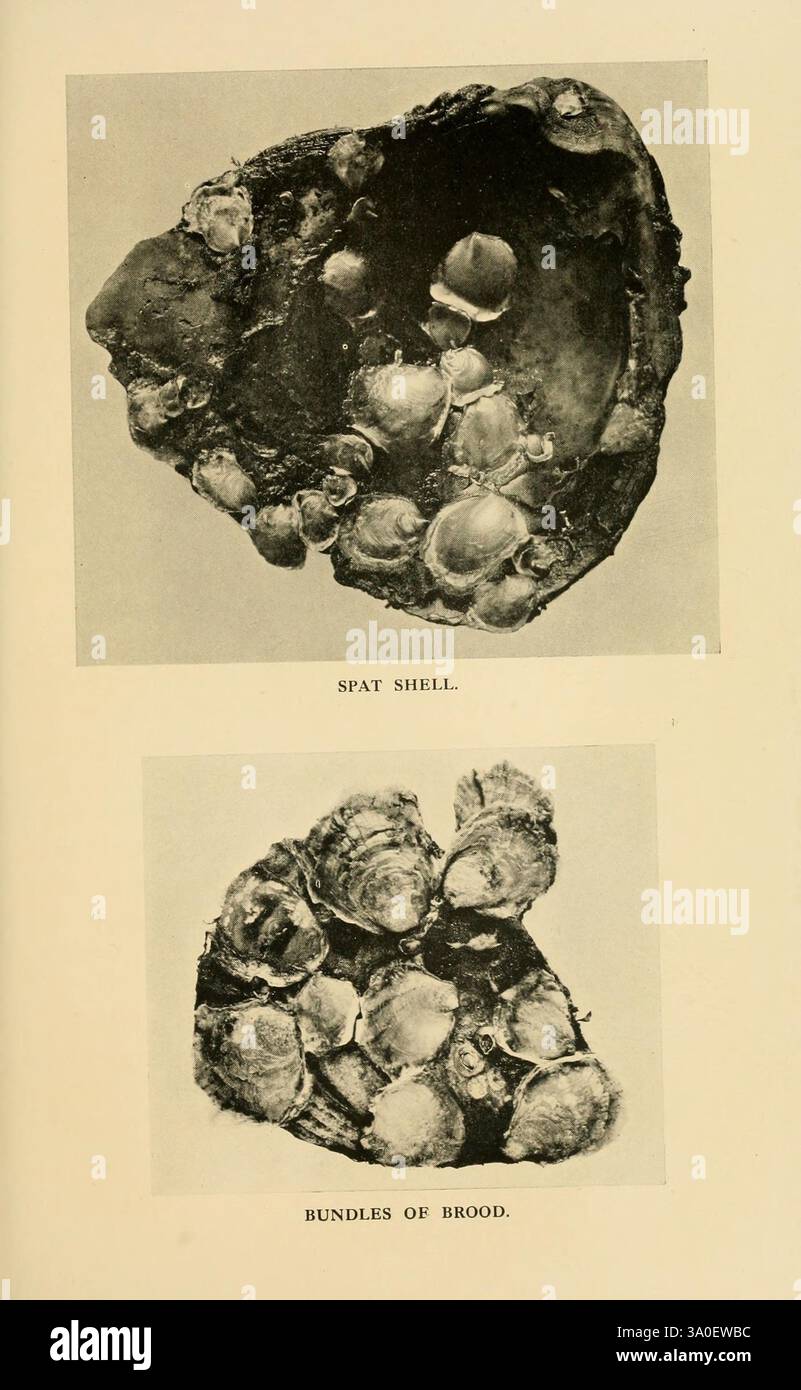 Two detailed depictions of marine life related hi-res stock photography ...