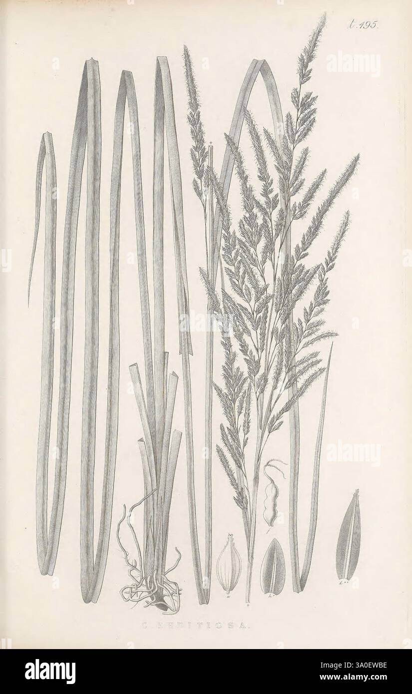 Forms typical of grass species hi-res stock photography and images - Alamy