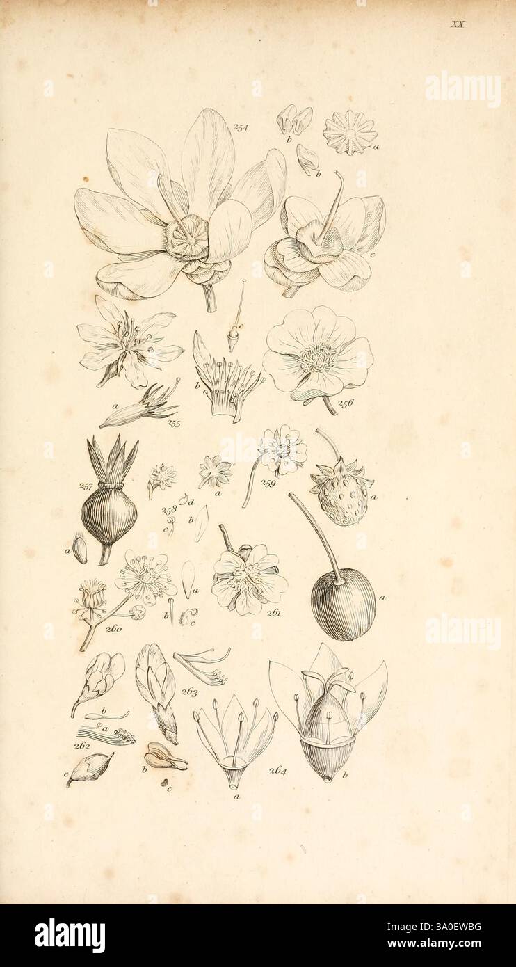 A Grammar of Botany, London, Longman, Rees, Orme, Brown, and Green ...
