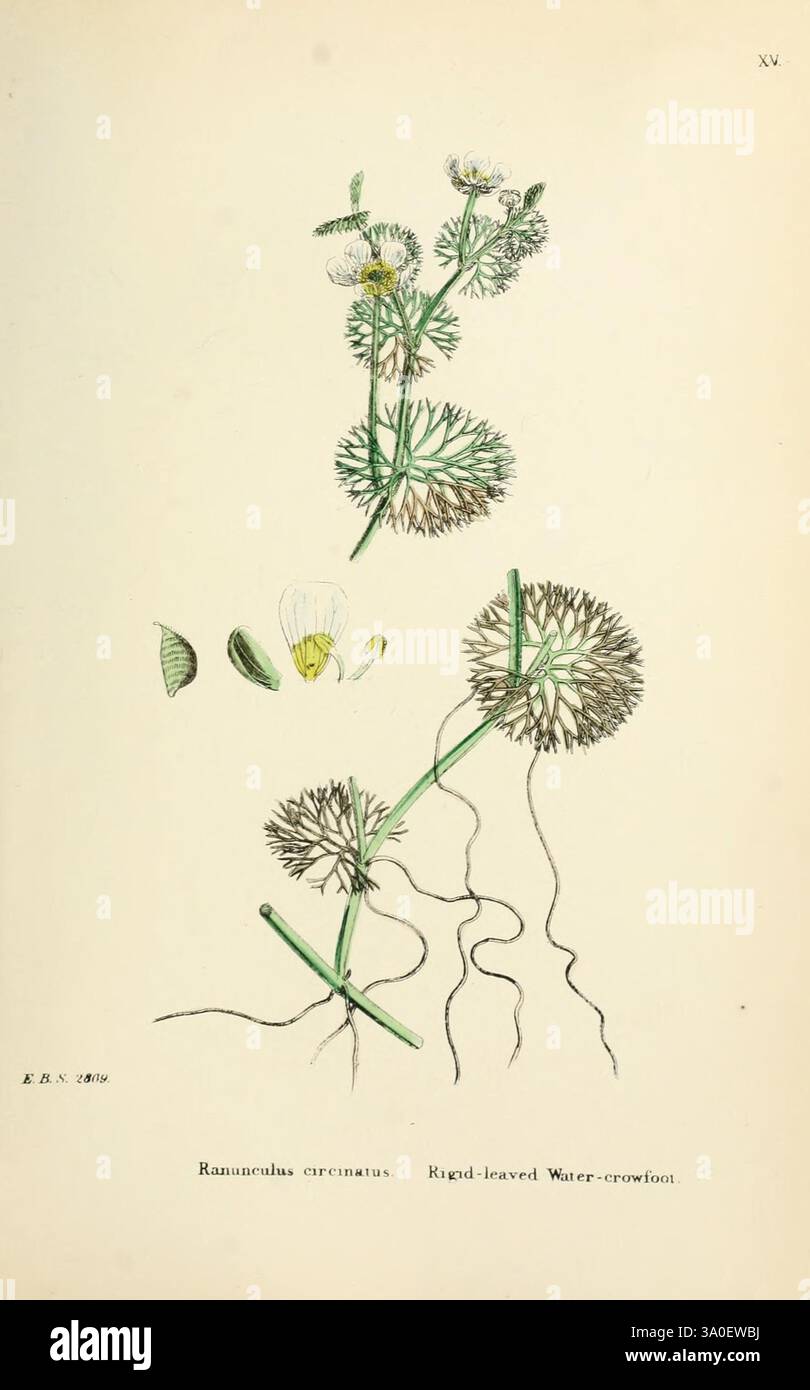Detailed anatomy of ranunculus circinatus hi-res stock photography and ...