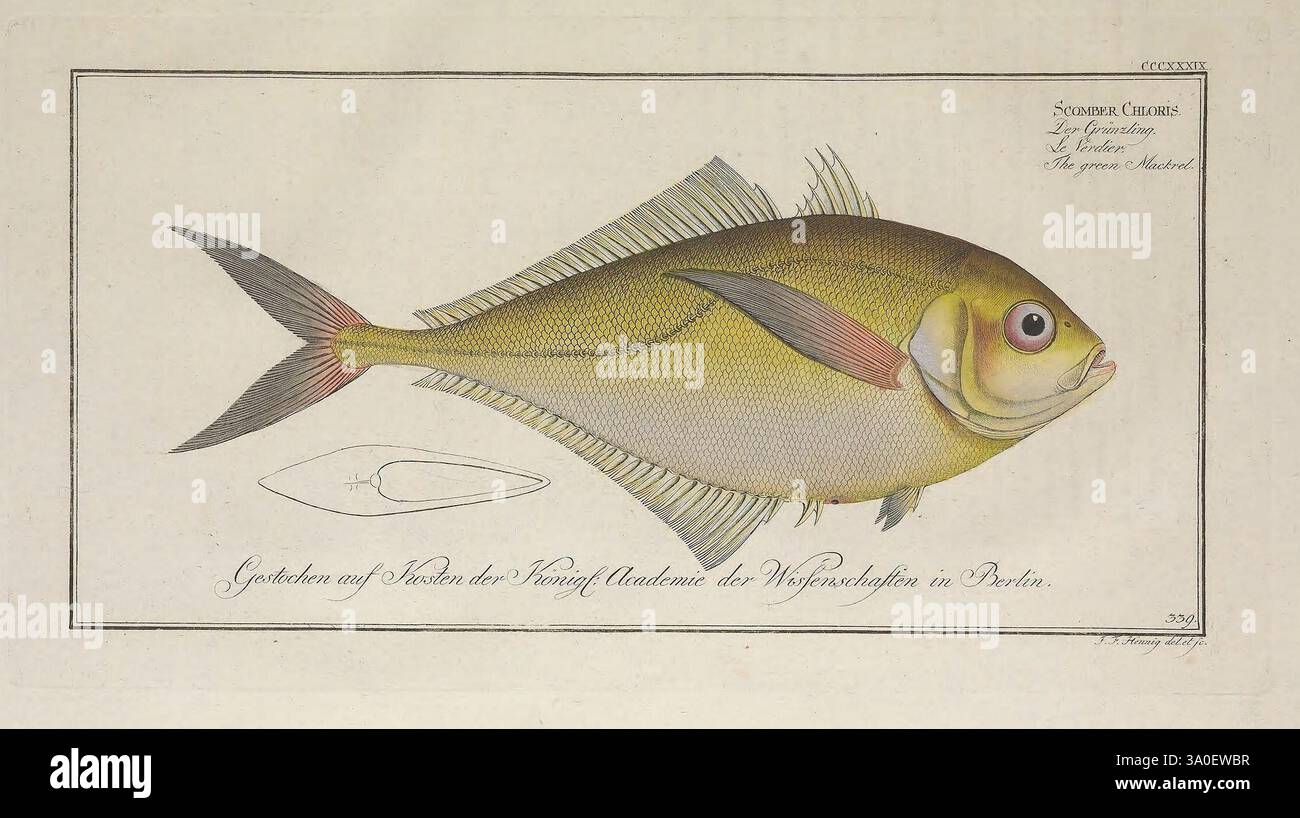 Ichtyologie, ou, Histoire naturelle, générale et particulière des ...