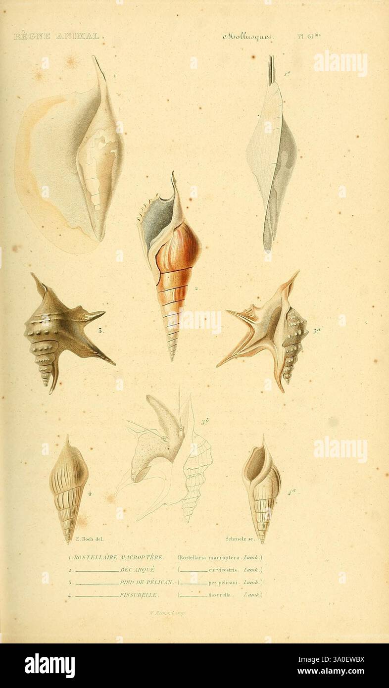 Close up view of additional shells hi-res stock photography and images ...