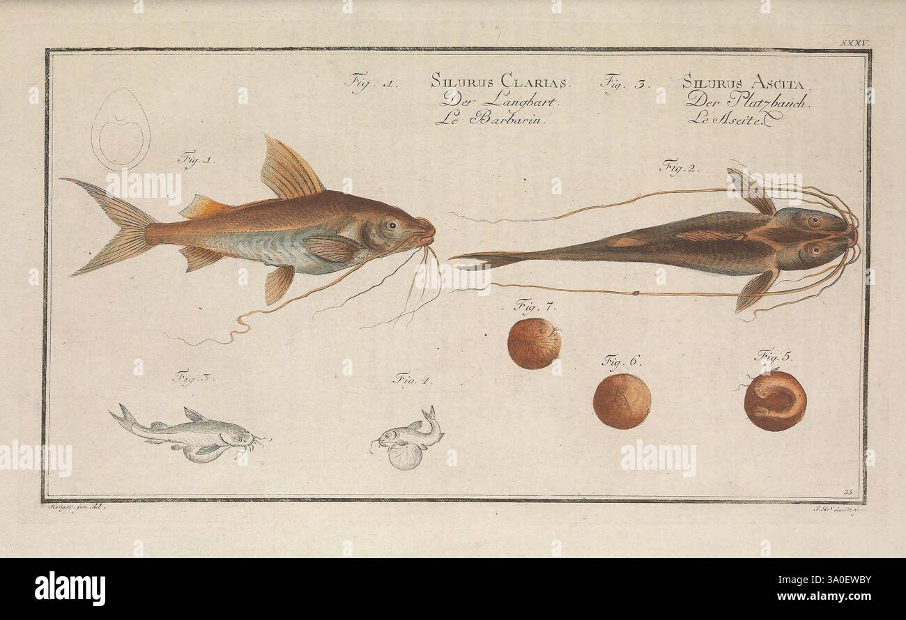 Ichtyologie, ou, Histoire naturelle, générale et particulière des ...
