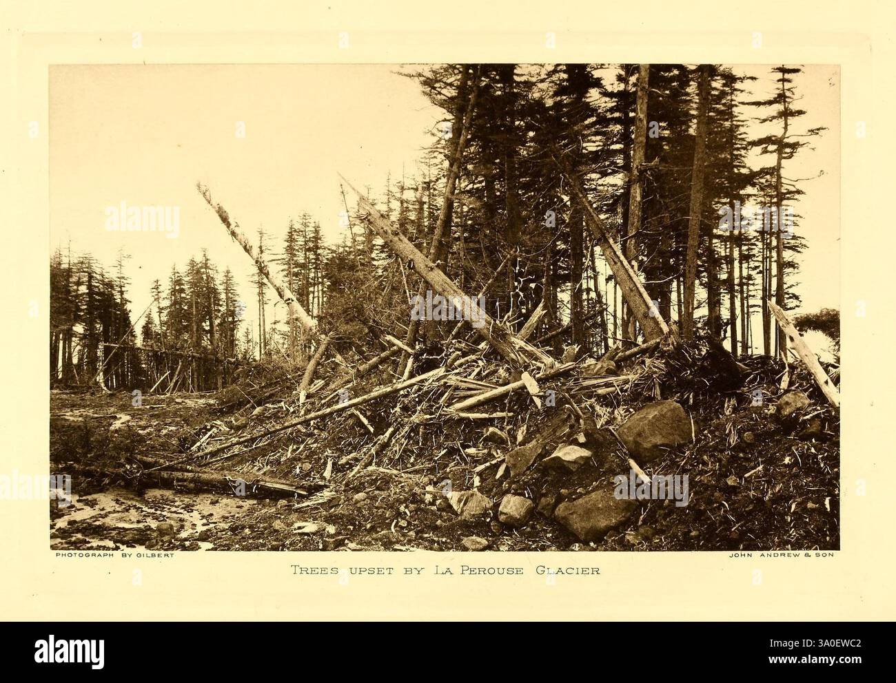 Remnants of tall trees hi-res stock photography and images - Alamy