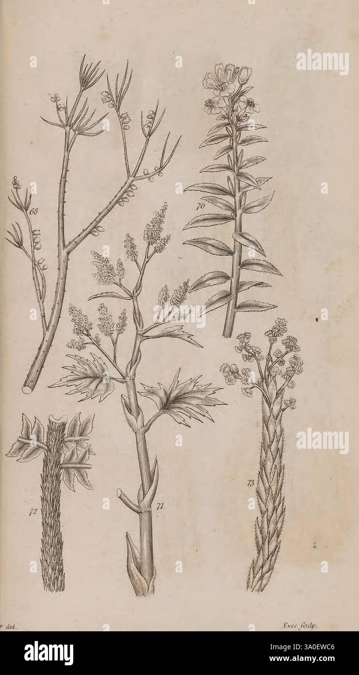 Third illustration displays hi-res stock photography and images - Alamy