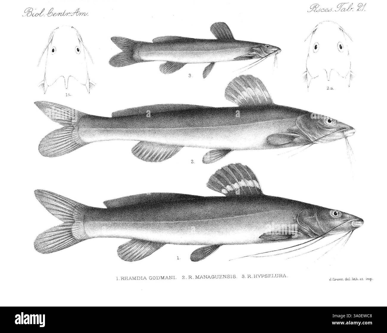 Slightly different body shape hi-res stock photography and images - Alamy