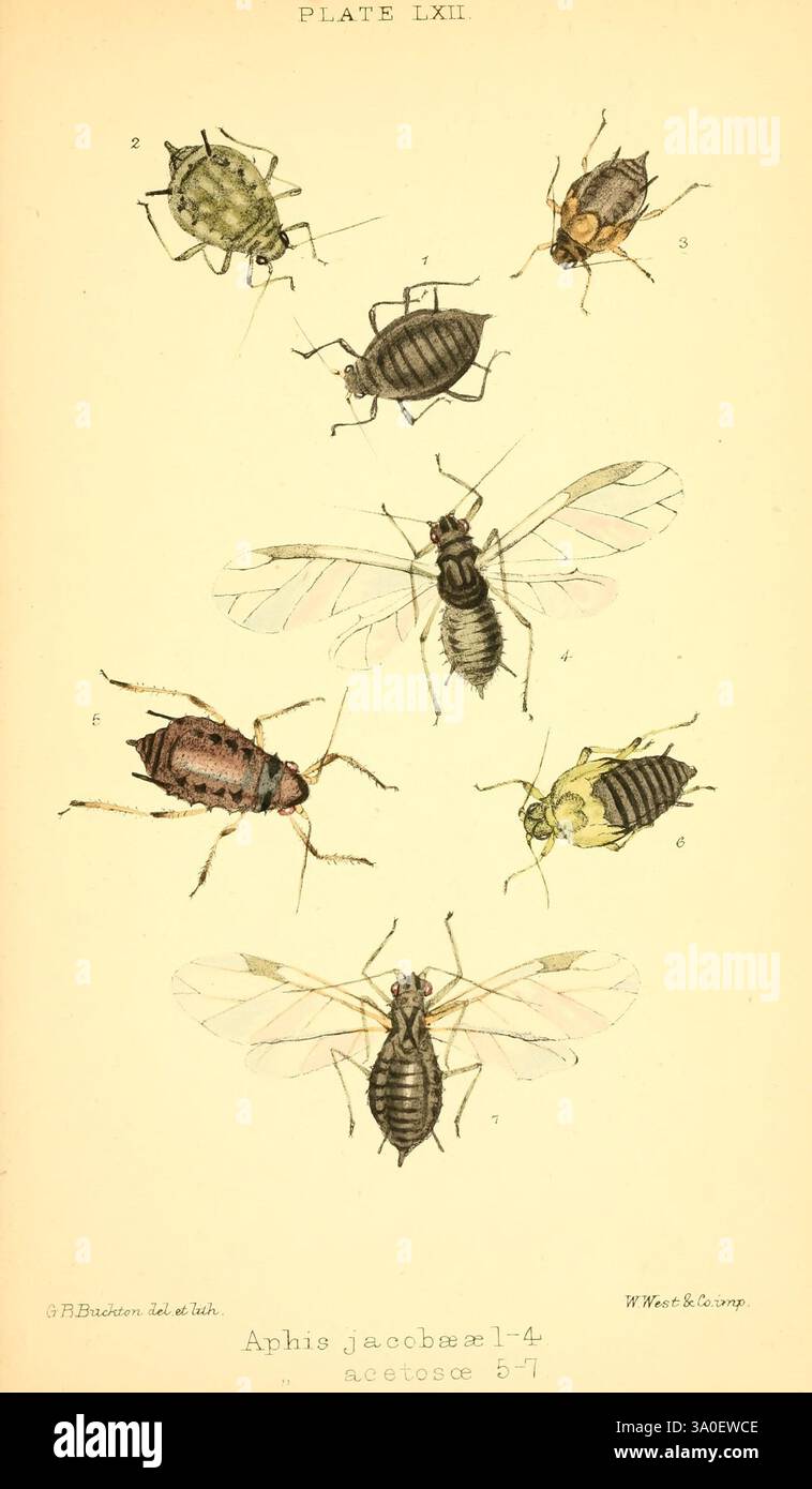Complexities of aphid anatomy hi-res stock photography and images - Alamy