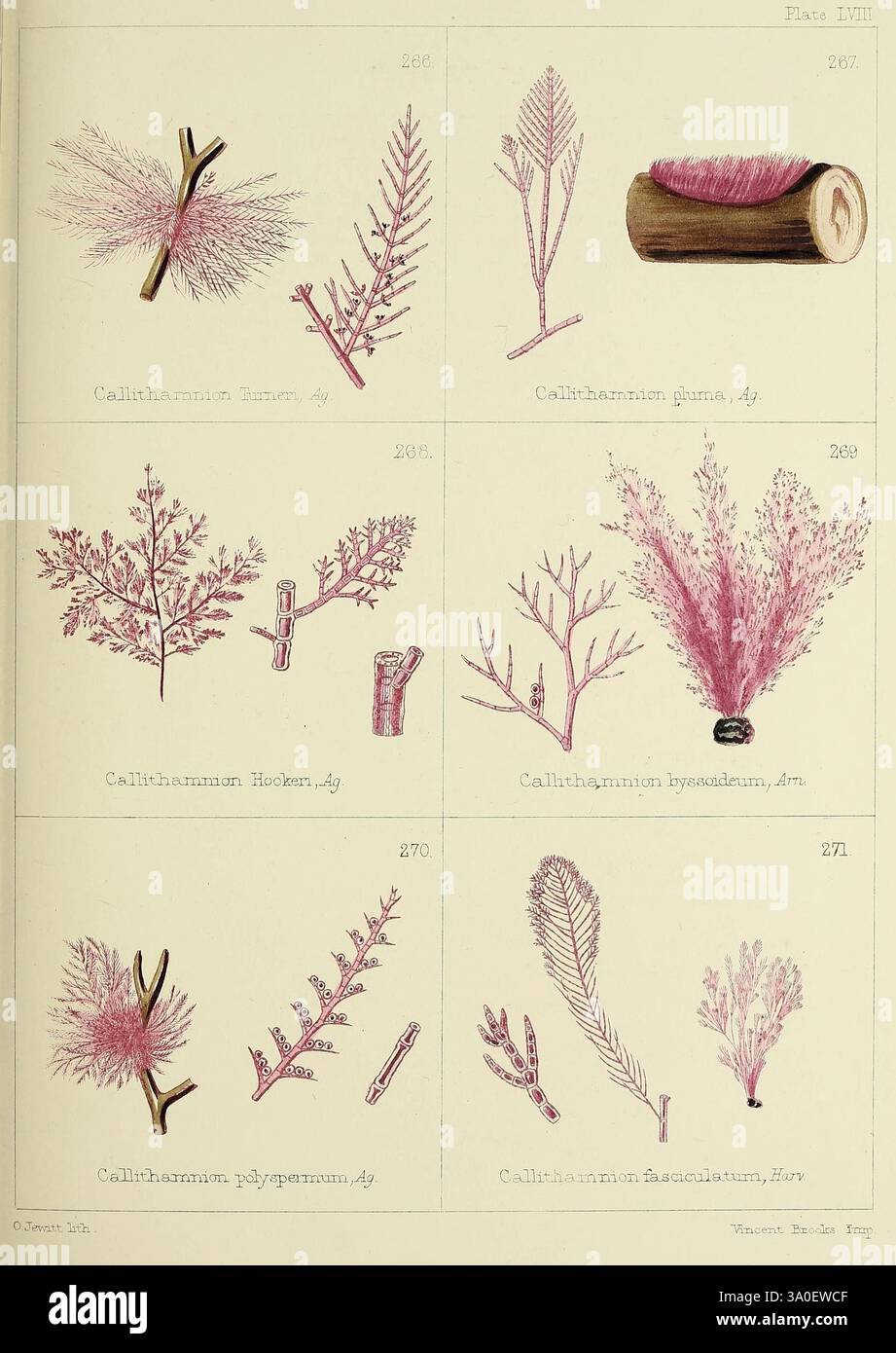 Various species of callithamnion hi-res stock photography and images ...