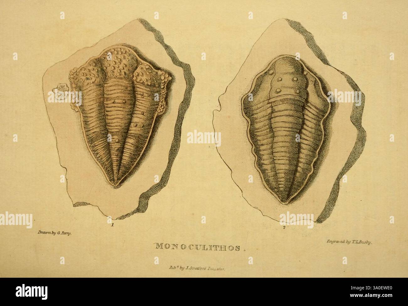 Lower shell displays hi-res stock photography and images - Alamy