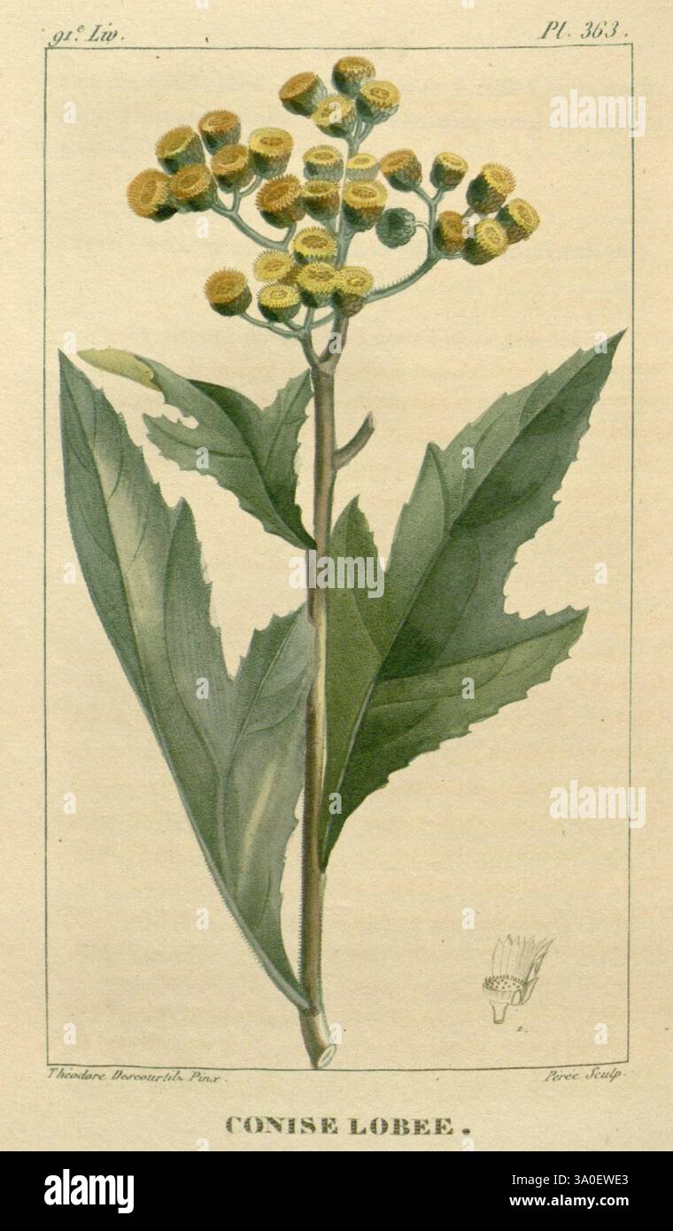 Flore médicale des Antilles, ou, Traité des plantes usuelles, Paris ...
