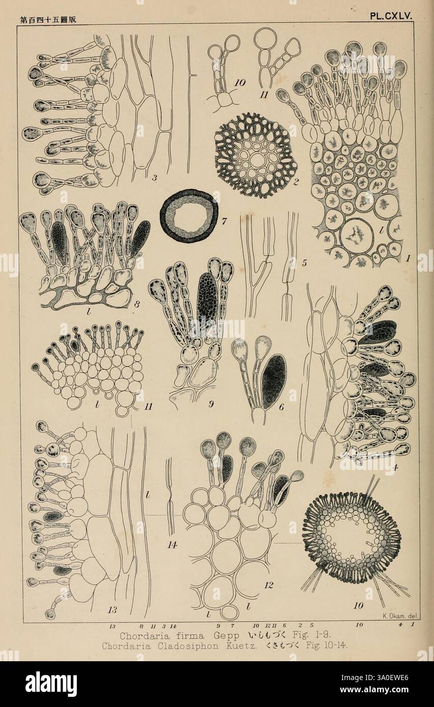 Icones of Japanese algae, Tokyo, Kazamashobo 1907-1942, Japan, Algae ...
