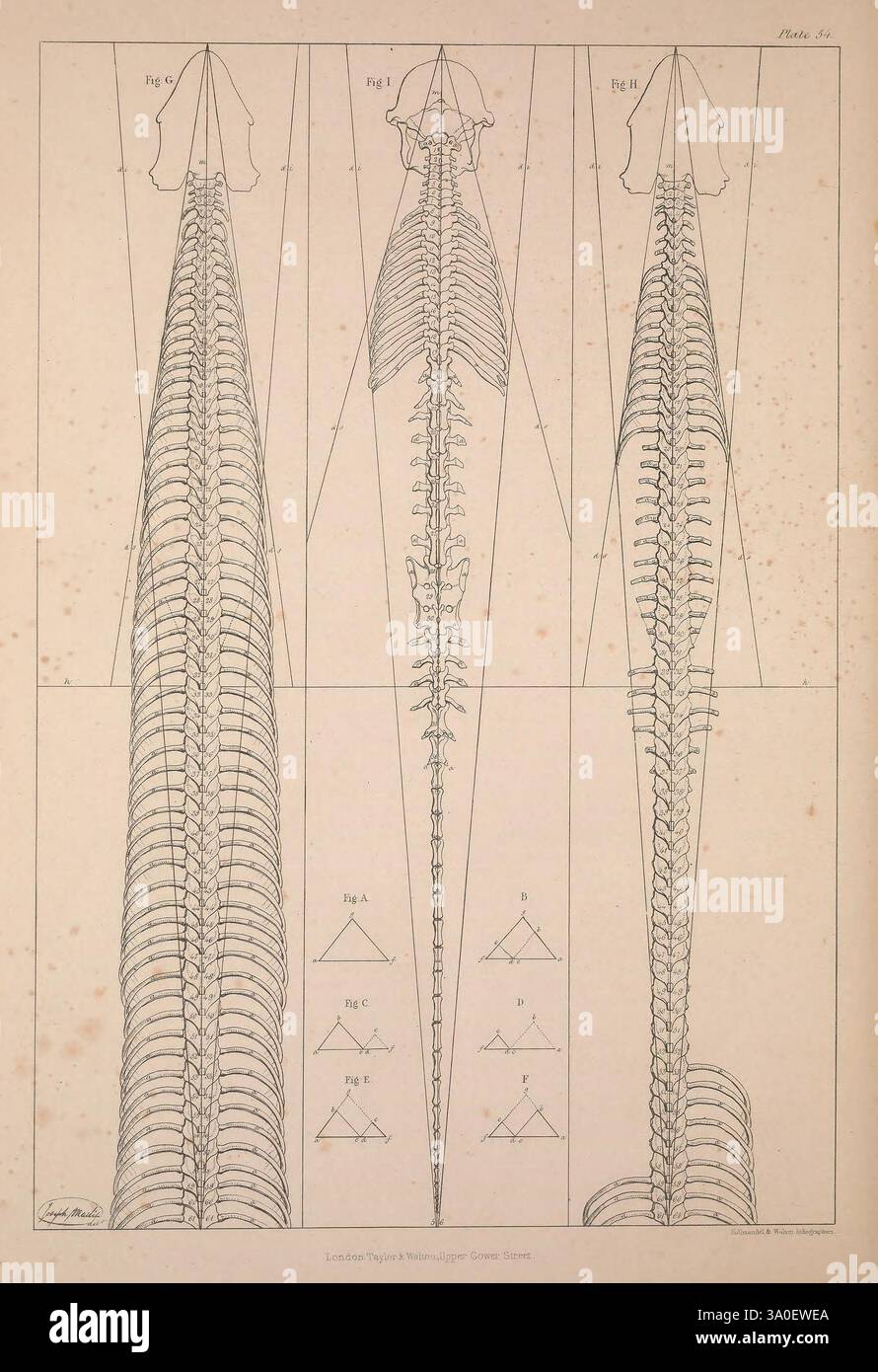 Comparative osteology: London, Taylor and Walton, 1847, bones, This ...