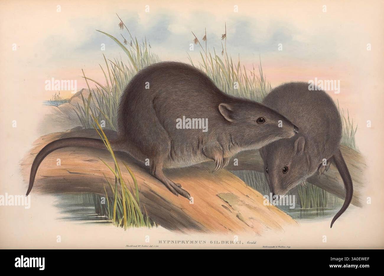 The mammals of Australia, London, Printed by Taylor and Francis, pub ...