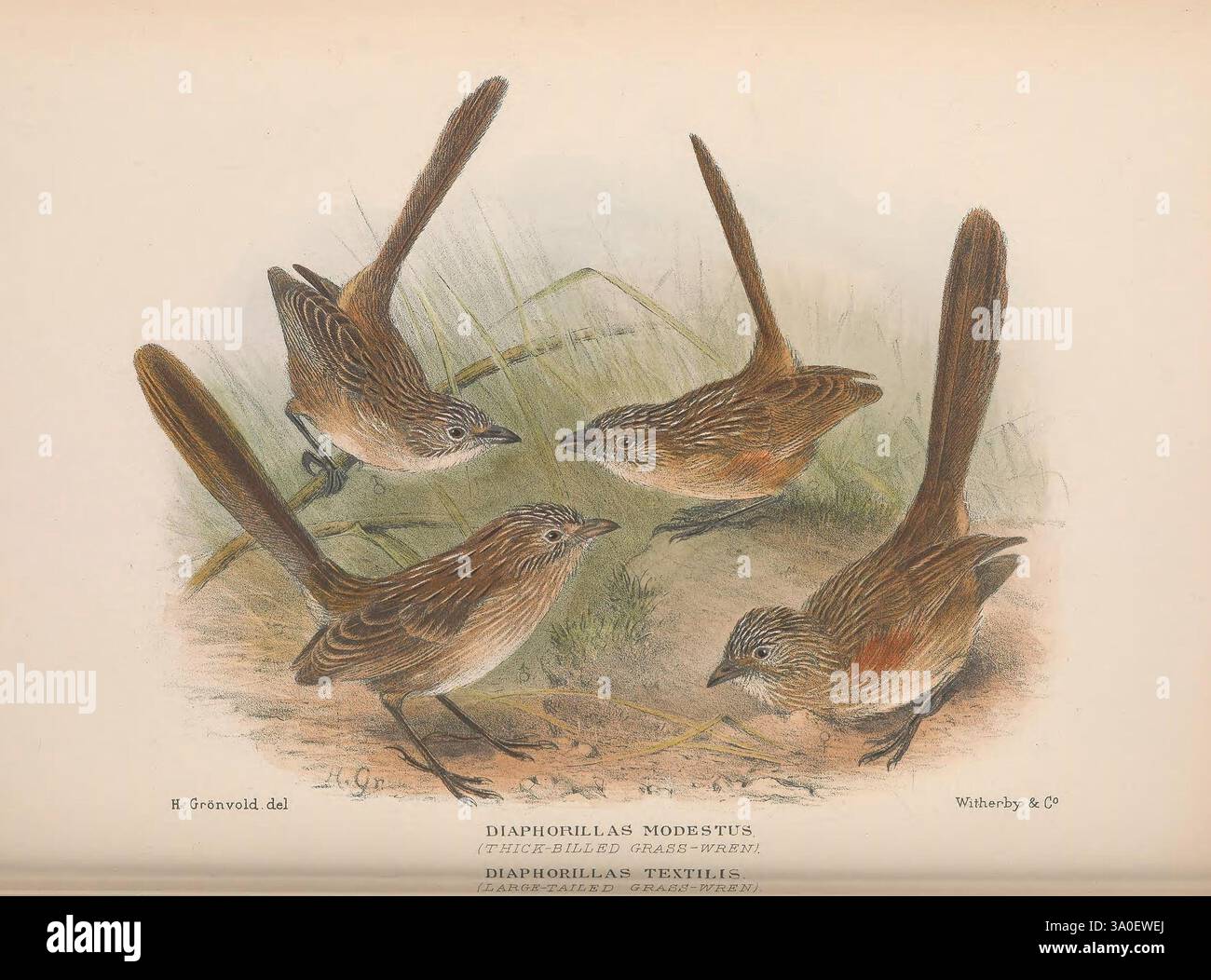 Streamlined bodies indicate hi-res stock photography and images - Alamy