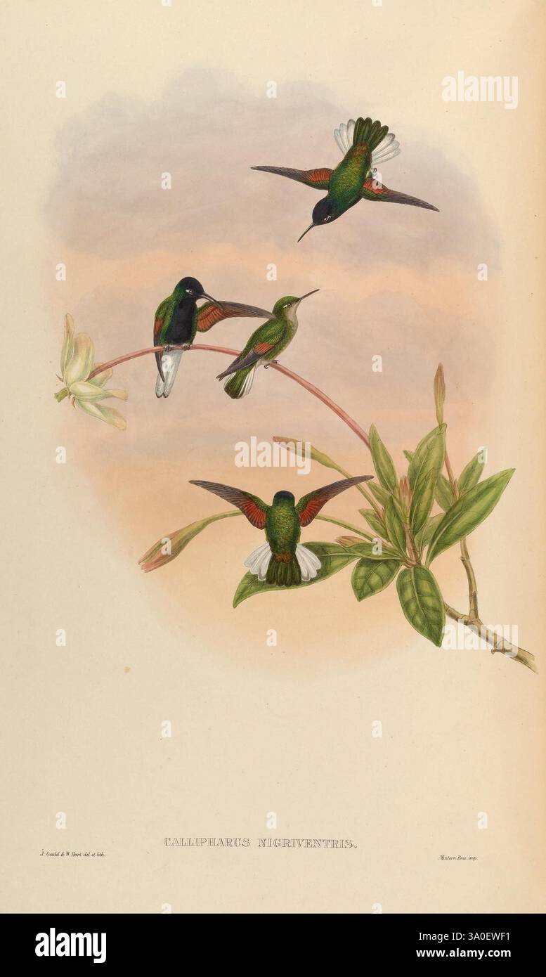 Group of vibrant hummingbirds in dynamic poses hi-res stock photography ...