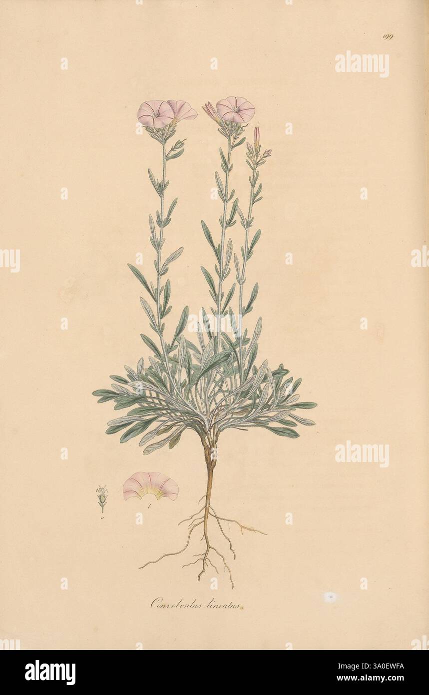 Flora Graeca, sive, Plantarum rariorum historia, quas in provinciis aut ...