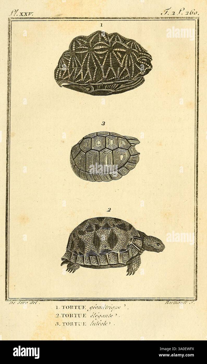 Illustration showcases three distinct species of tortoises hi-res stock ...