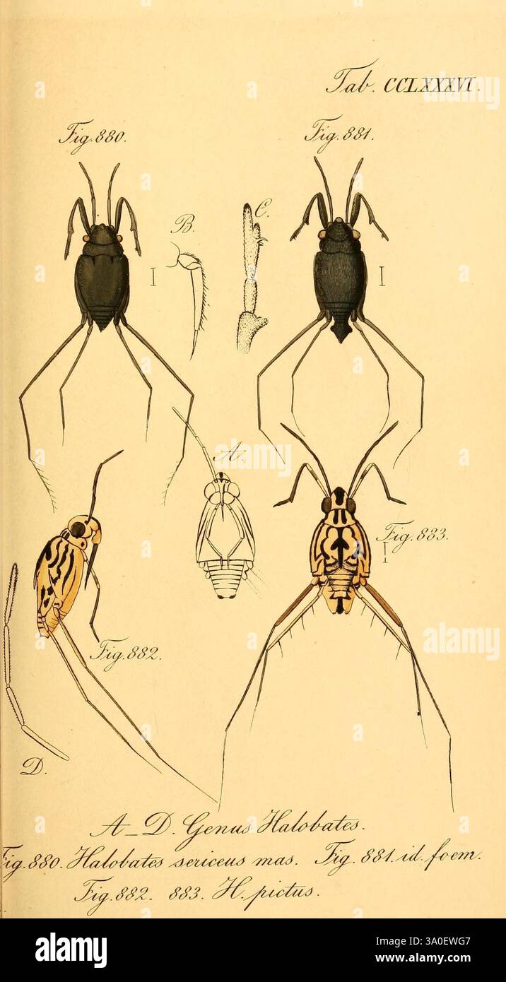 Die, wanzenartigen, Insecten, Nürnberg, In, der, C.H, Zeh'schen ...