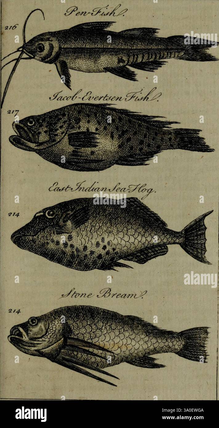 East indian sea hog hi-res stock photography and images - Alamy