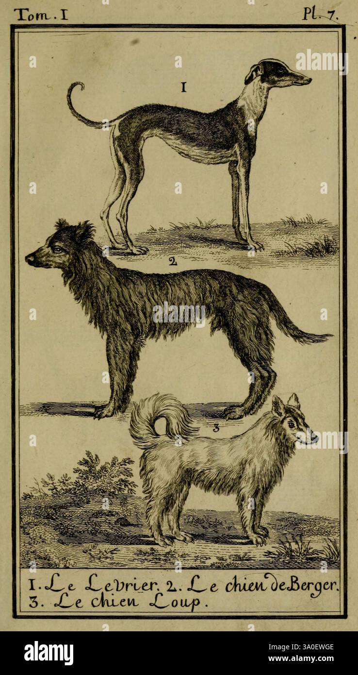 Fluffy dog resembling hi-res stock photography and images - Alamy