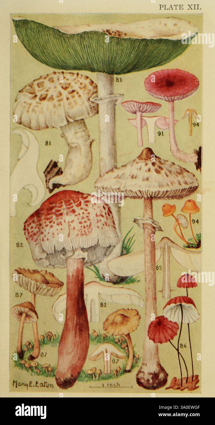 Variety of detailed mushroom species hi-res stock photography and ...