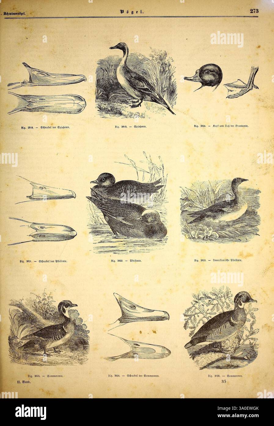 Illustrirte Naturgeschichte des Thierreichs. Leipzig, J. J. Weber, 1848 ...
