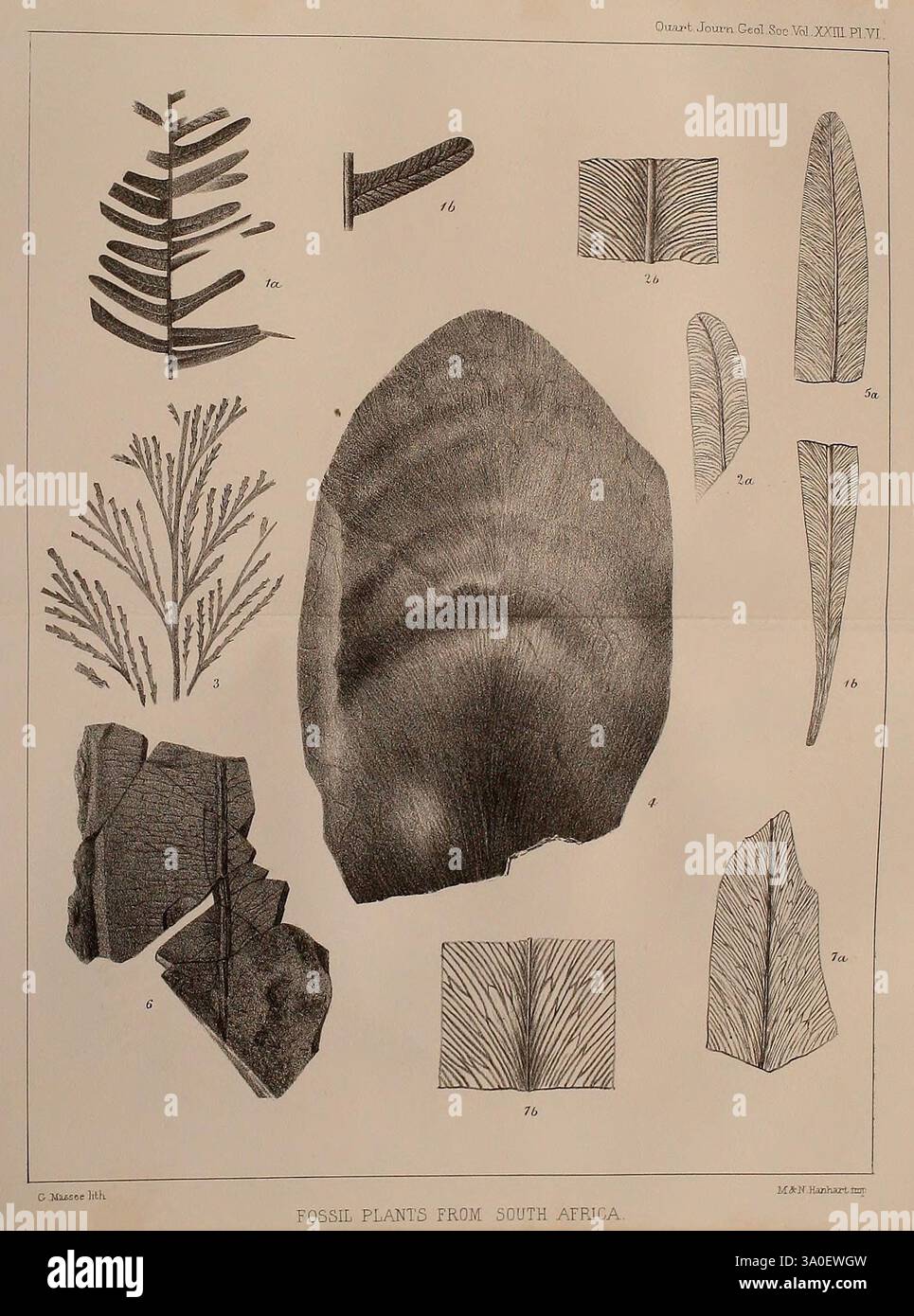 Labeled specimens demonstrate hi-res stock photography and images - Alamy