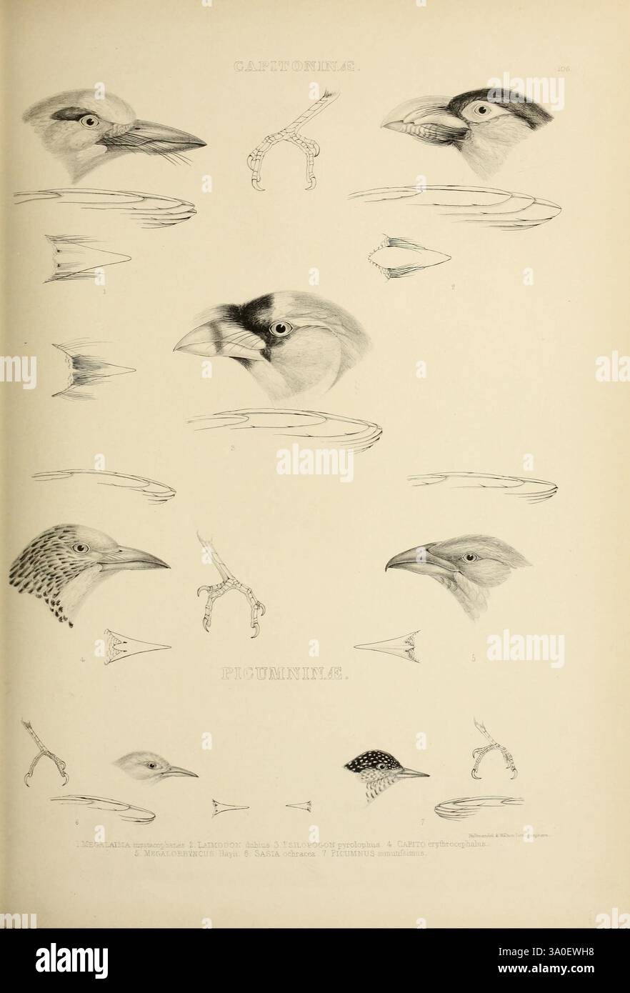 1849 bird birds behavior ornithology classification pictorial hi-res ...