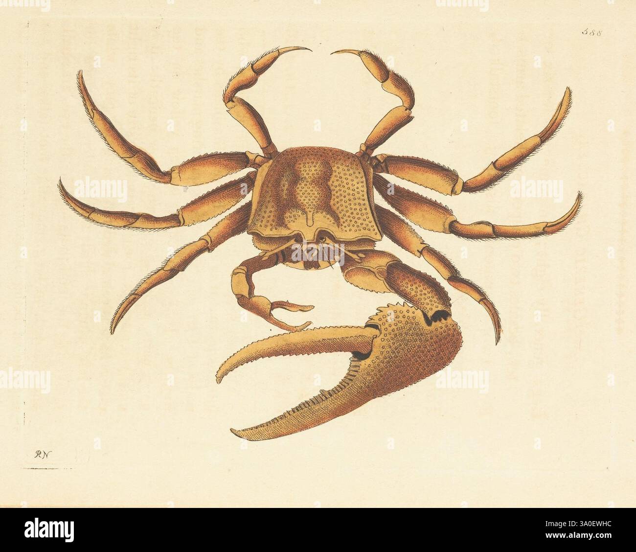 The naturalist's miscellany, or Coloured figures of natural objects ...