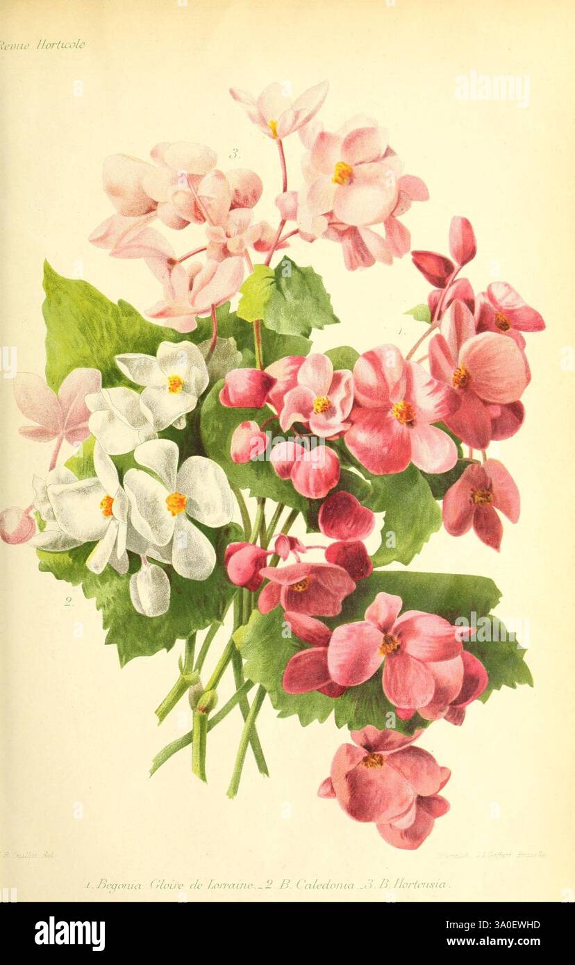 Beautiful arrangement of vibrant begonias showcases hi-res stock ...