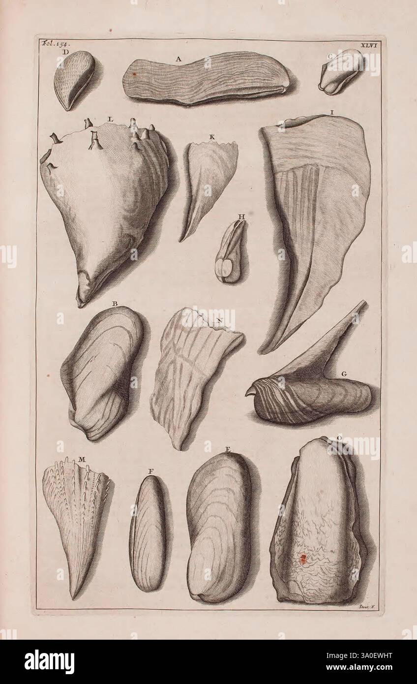D'Amboinsche Rariteitkamer, T'Amsterdam, Gedrukt by François Halma ...