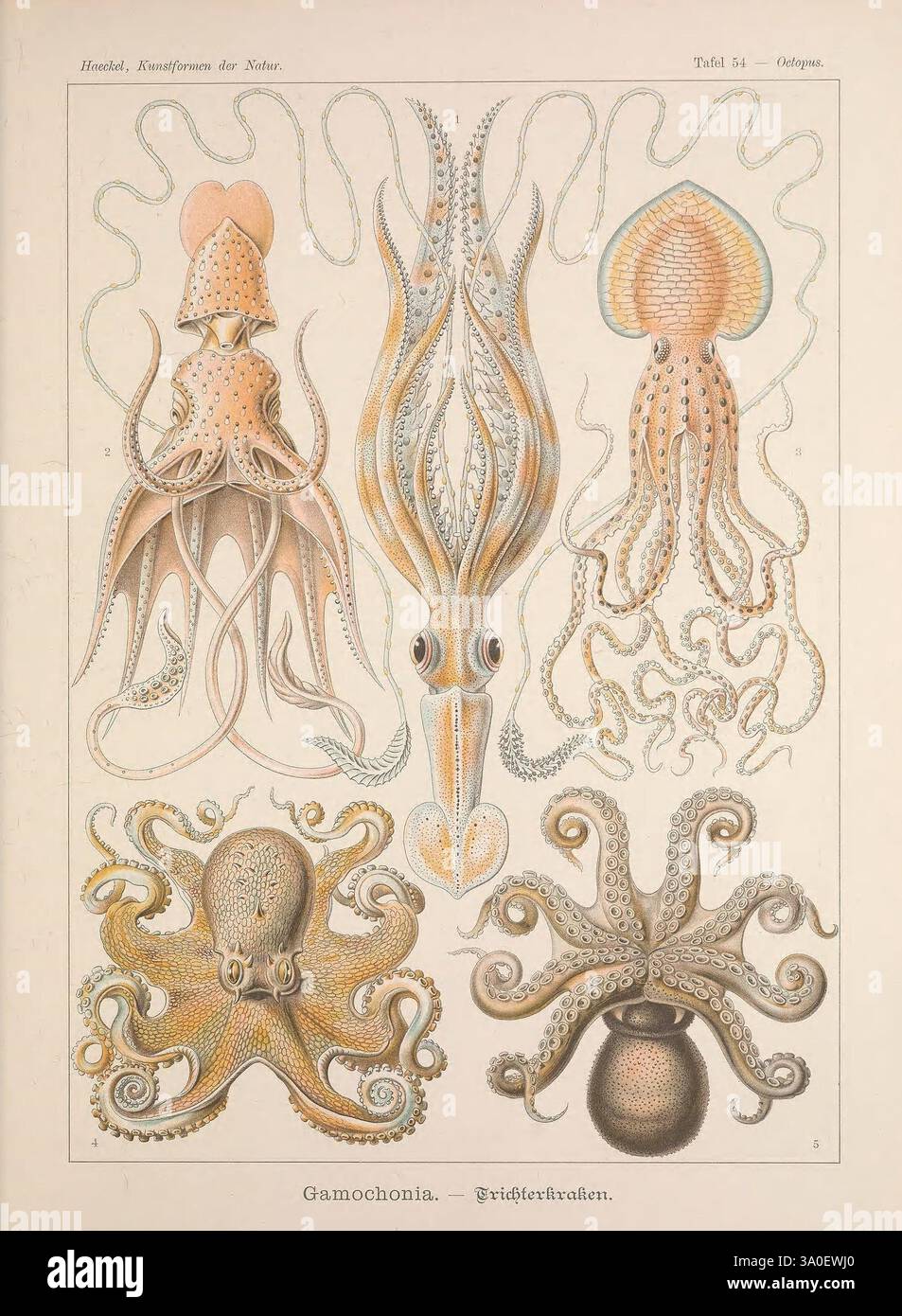 Large squid features hi-res stock photography and images - Alamy