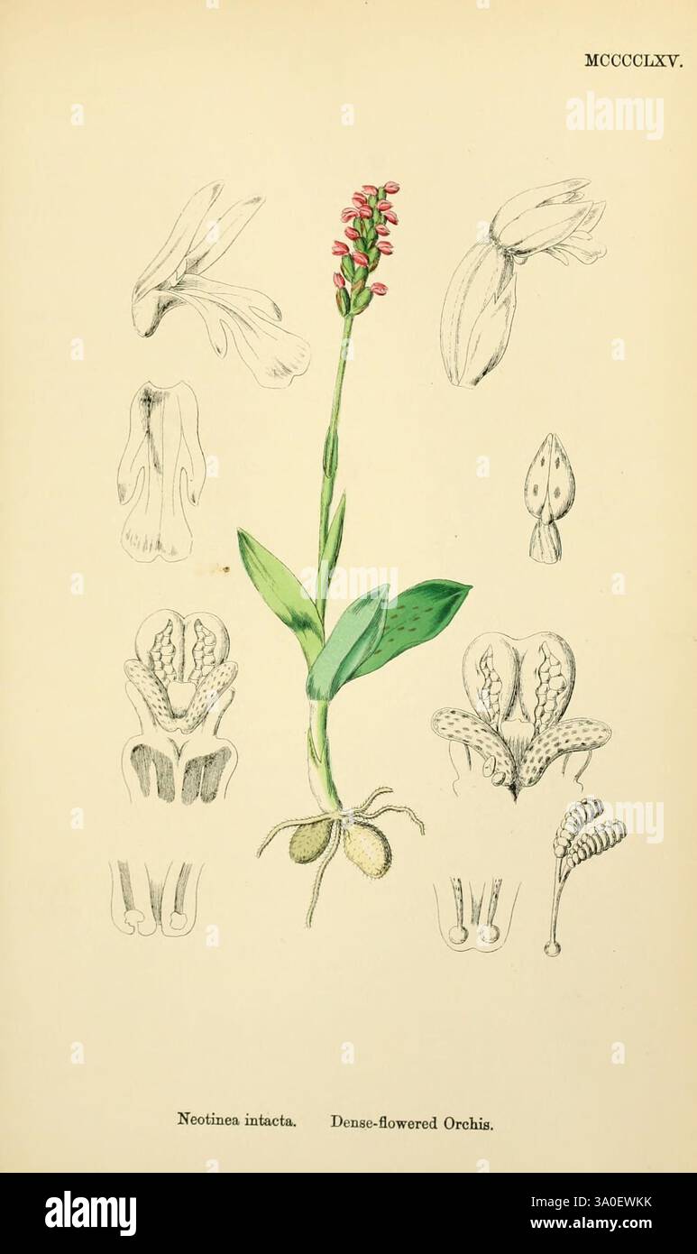 Orchids various floral structures hi-res stock photography and images ...