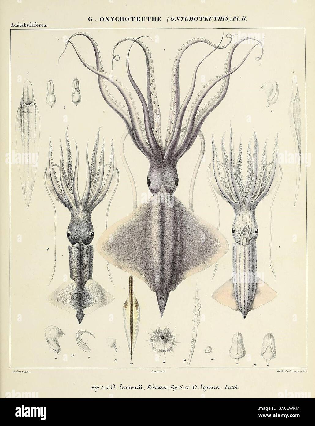 Histoire naturelle, générale et particulière des céphalopodes ...