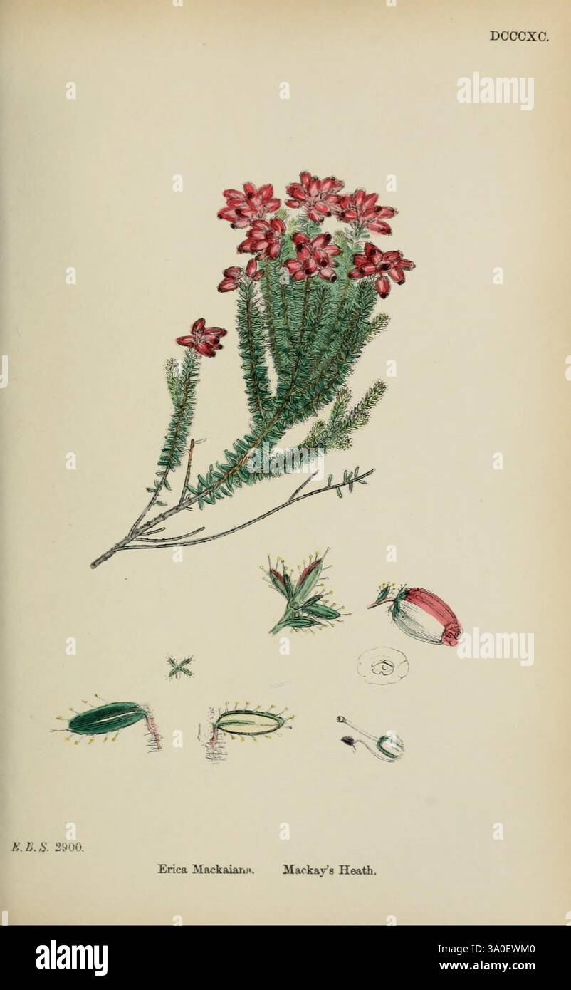 Erica mackaisae hi-res stock photography and images - Alamy