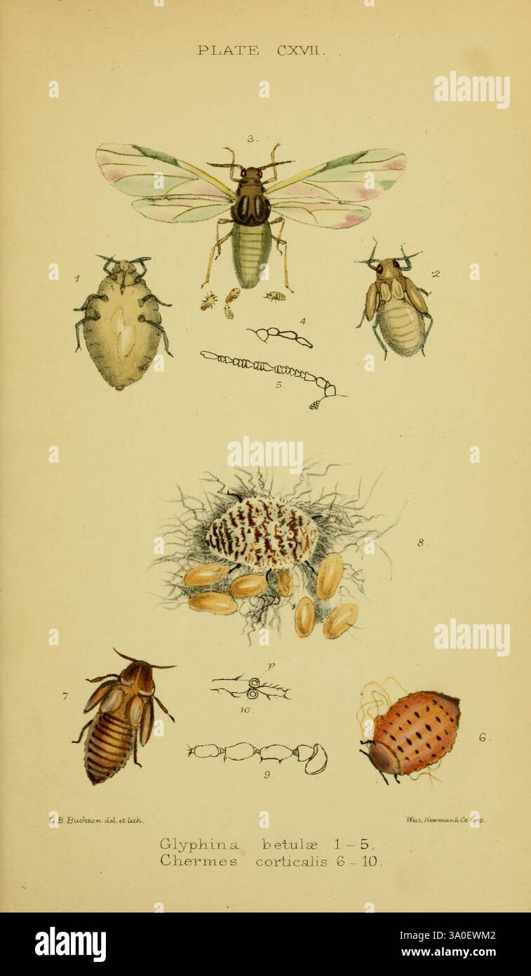 Morphology of aphids hi-res stock photography and images - Alamy