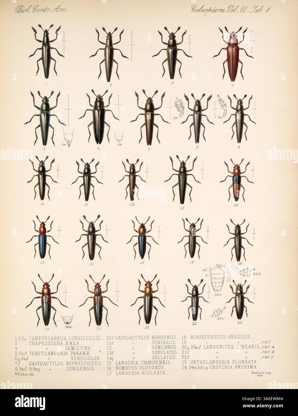 Biologia Centrali-Americana London, 1879-1915, archaeology, botany ...