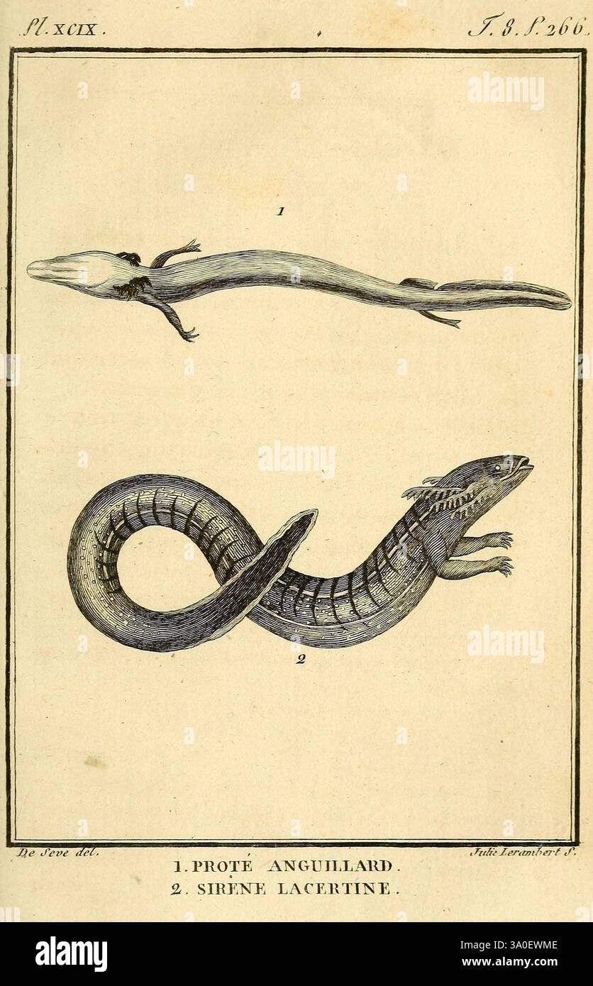 Histoire naturelle, générale et particulière, des reptiles, A Paris, De ...